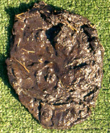 Cow Pieology 101 - The Study of Cow Pies - Everything South Dakota