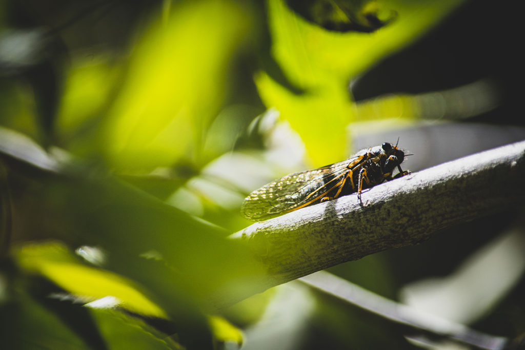 What is black with orange highlights and hairy? Putnam's Cicada of ...