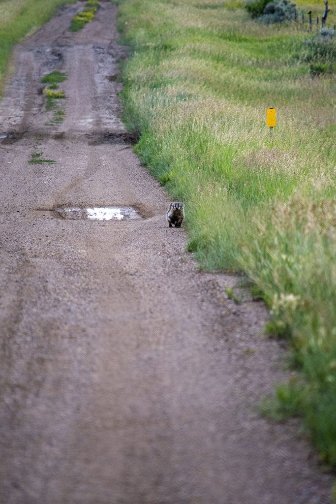 Badger - Everything South Dakota