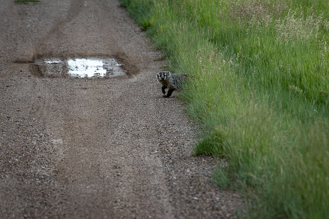 Badger - Everything South Dakota