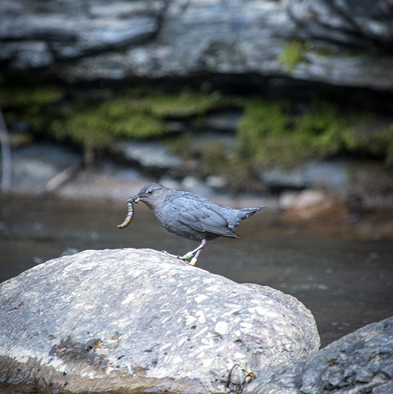 Baby Dippers on Whitewood Creek - Everything South Dakota