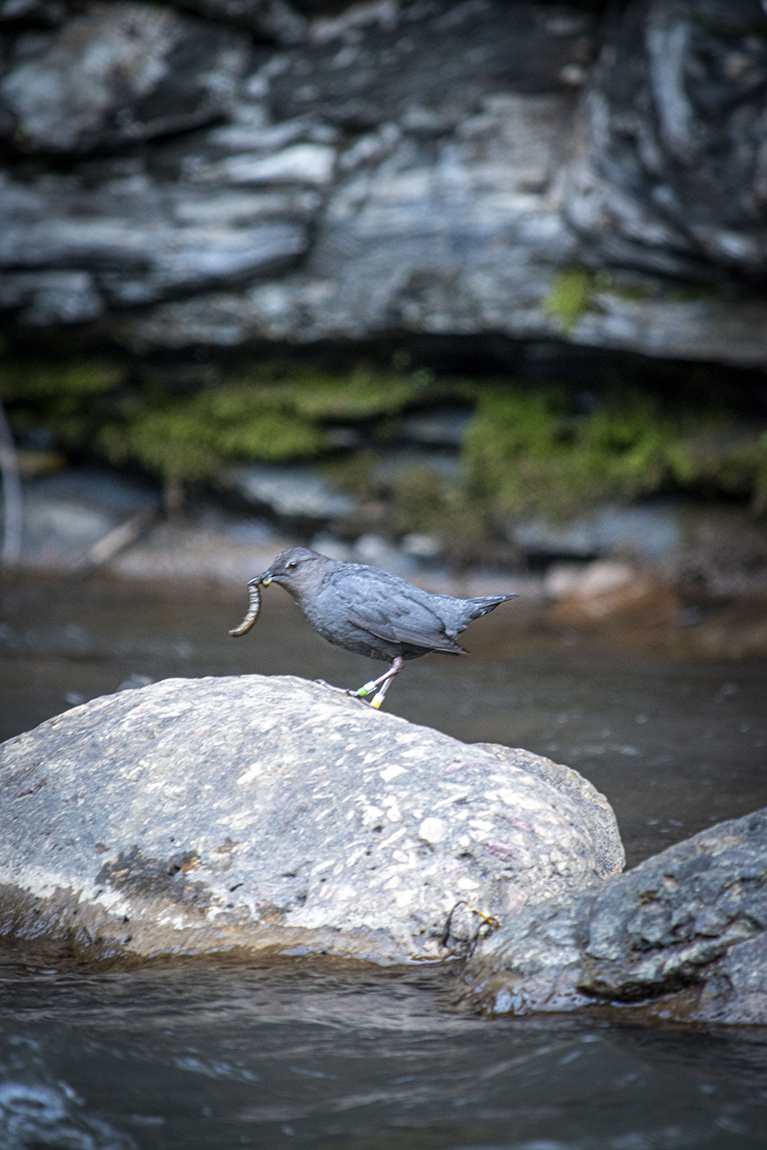Baby Dippers on Whitewood Creek - Everything South Dakota